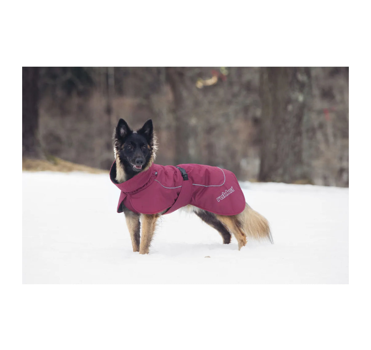 Klæðir til hundar – labbin